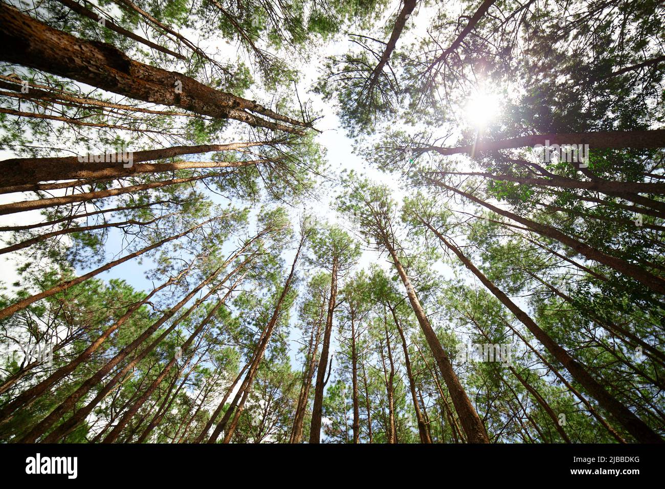 Pine tree jungle hi-res stock photography and images - Alamy