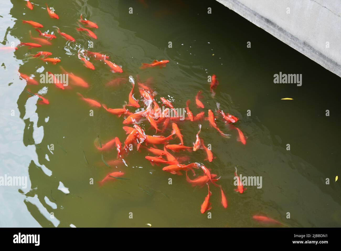 Many gold fish hi-res stock photography and images - Alamy