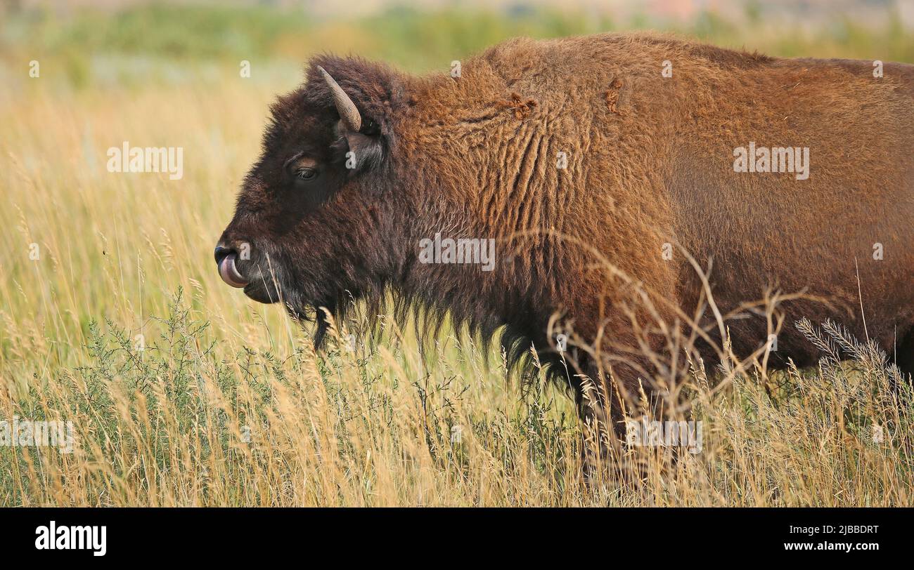 Buffalo beauty hi-res stock photography and images - Alamy