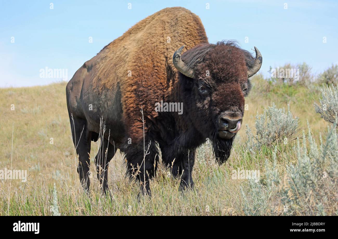 Bison on prairie Stock Photo - Alamy