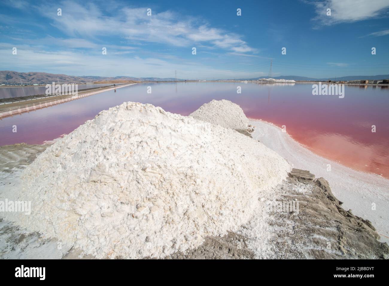 Dunaliella salina, a microorganism turns the water of a salt pond pink ...