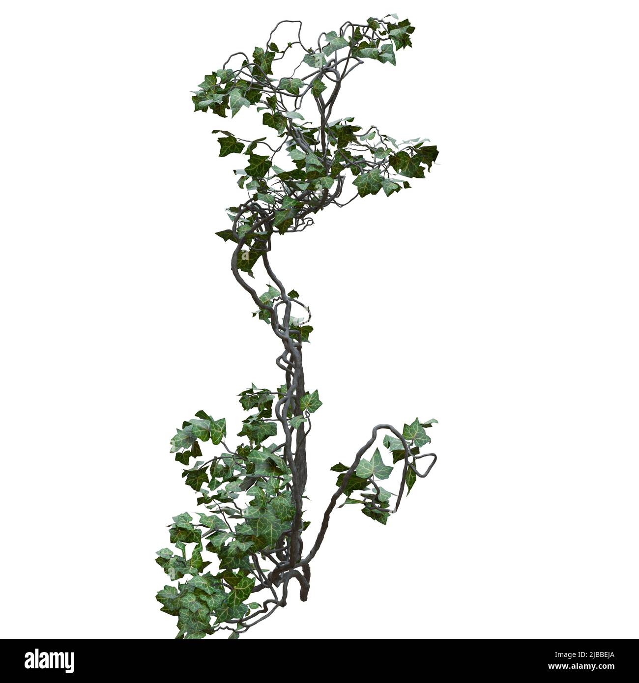 3D illustration climbing plants creepers vine isolated on white ...