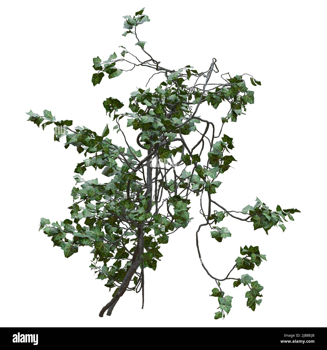3D illustration climbing plants creepers vine isolated on white ...