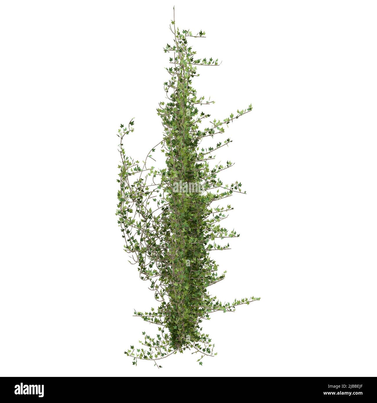 3D illustration climbing plants creepers isolated on white background ...