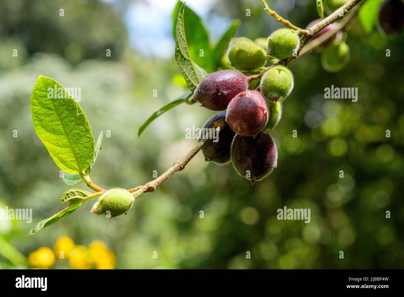 Sandpaper Fig - Springbrook National Park Stock Photo - Alamy