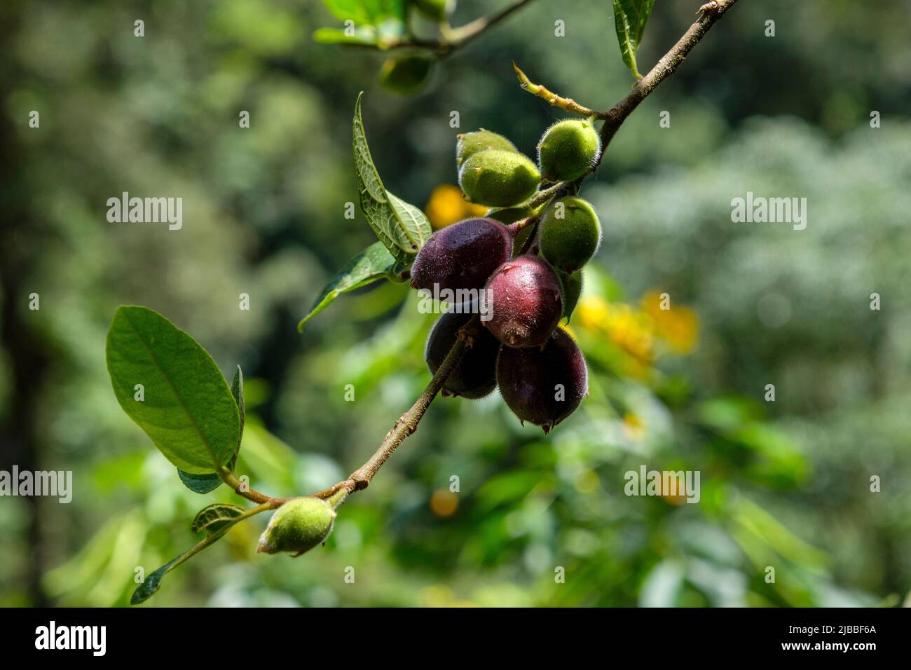 Sandpaper fig hi-res stock photography and images - Alamy
