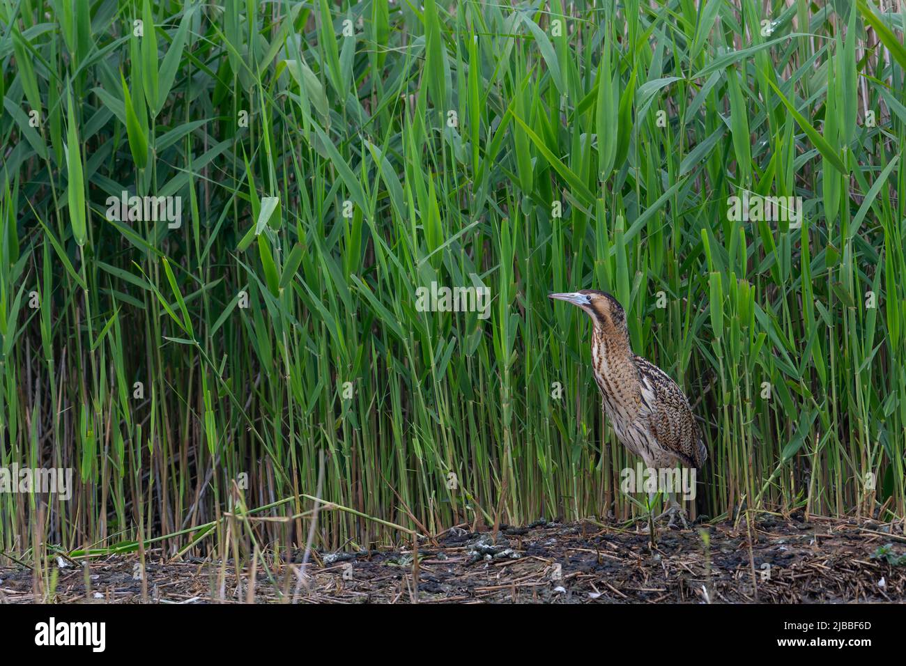 Bittern Botaurus stellaris Posing and creeping about in front of a reed ...