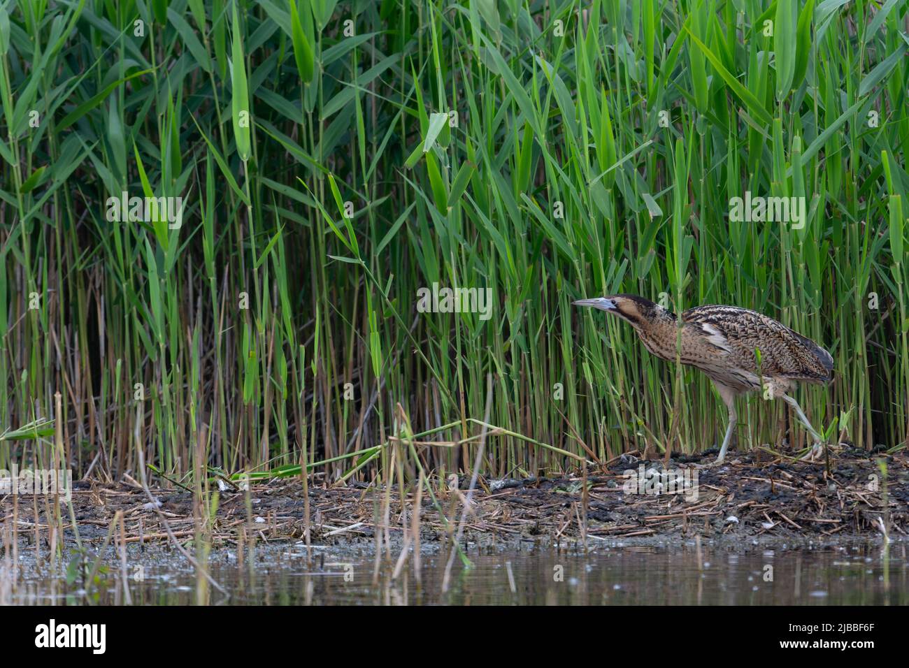 Bittern Botaurus stellaris Posing and creeping about in front of a reed ...