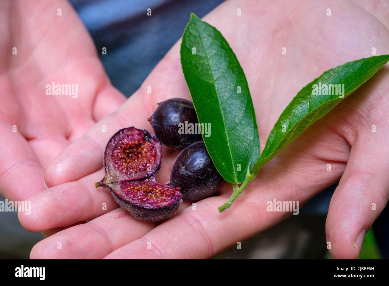 Sandpaper fig hi-res stock photography and images - Alamy