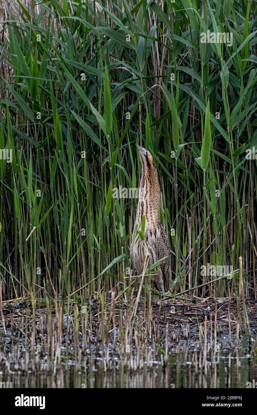 Bittern Botaurus stellaris Posing and creeping about in front of a reed ...