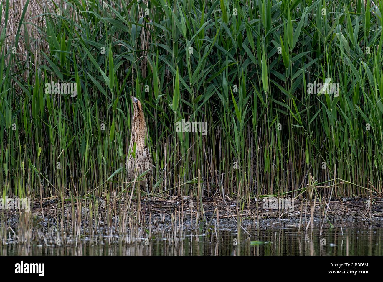 Bittern Botaurus stellaris Posing and creeping about in front of a reed ...