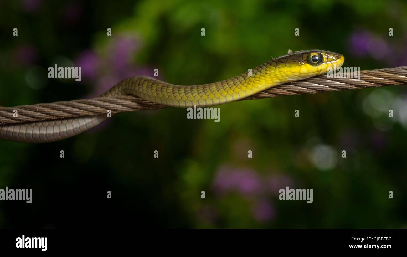 Common australian snake hi-res stock photography and images - Alamy
