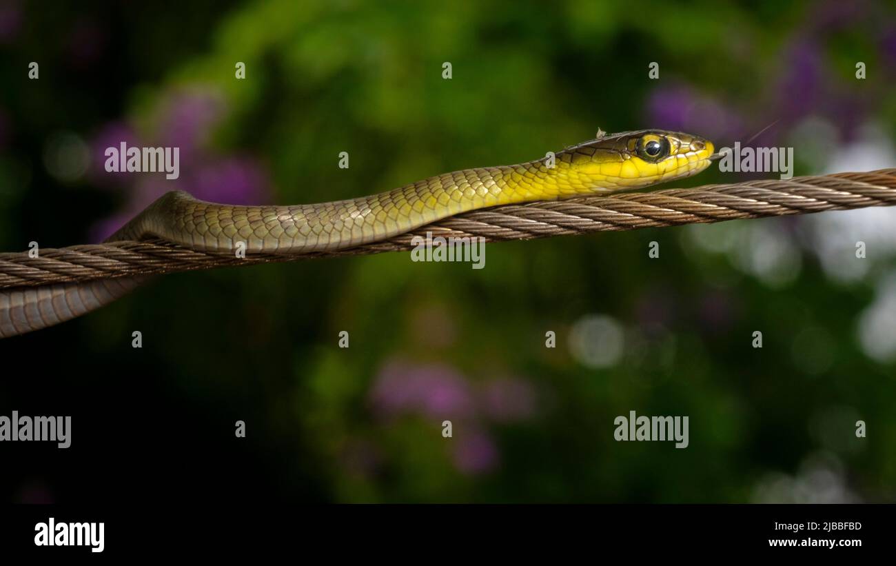 Common Tree Snake Stock Photo - Alamy