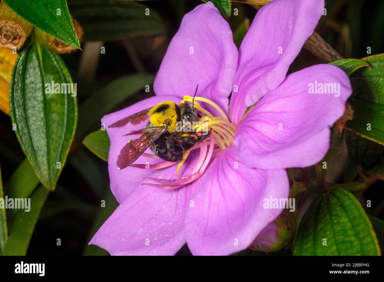 Native carpenter bees hi-res stock photography and images - Alamy