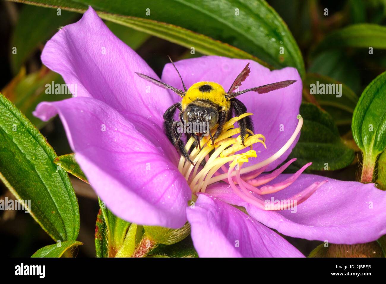 Native carpenter bees hi-res stock photography and images - Alamy