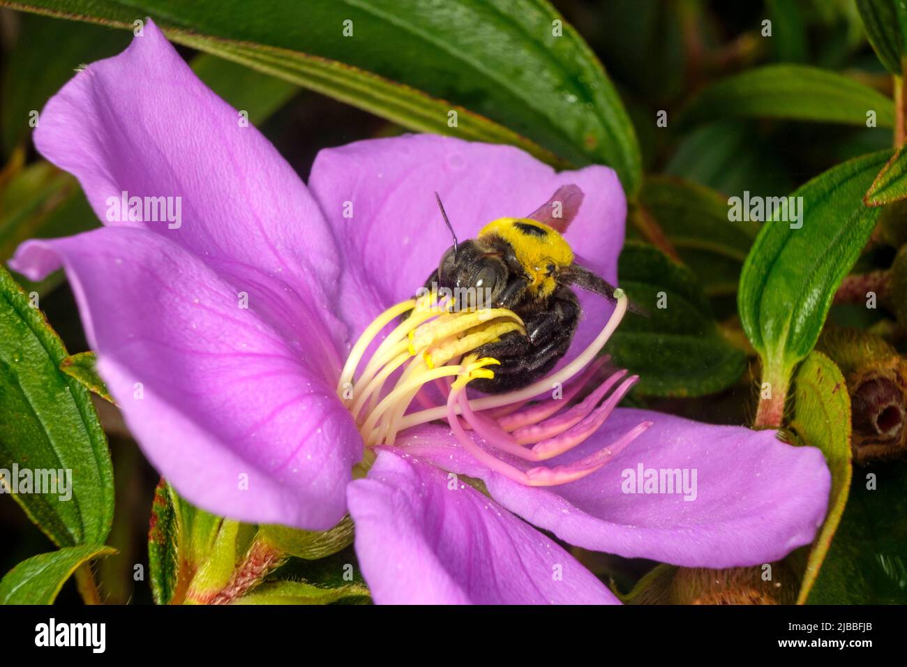Native carpenter bees hi-res stock photography and images - Alamy