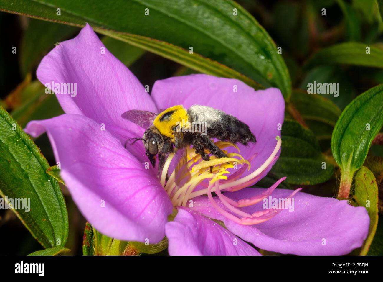 Native carpenter bees hi-res stock photography and images - Alamy