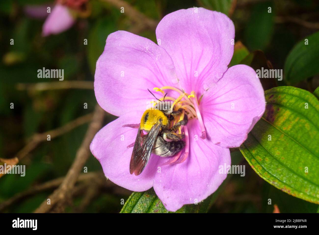 Native carpenter bees hi-res stock photography and images - Alamy