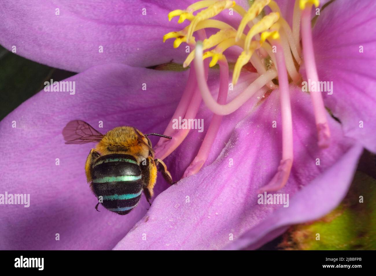 Blue banded bees hi-res stock photography and images - Alamy