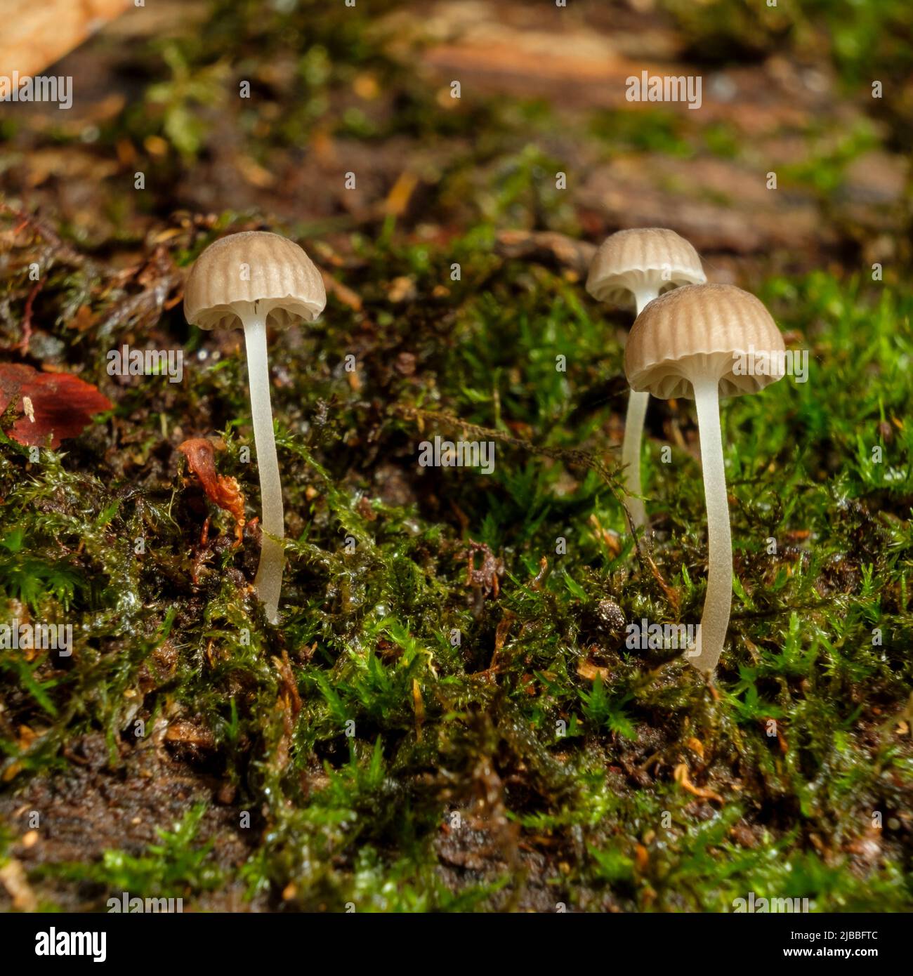 Mycena sp hi-res stock photography and images - Alamy