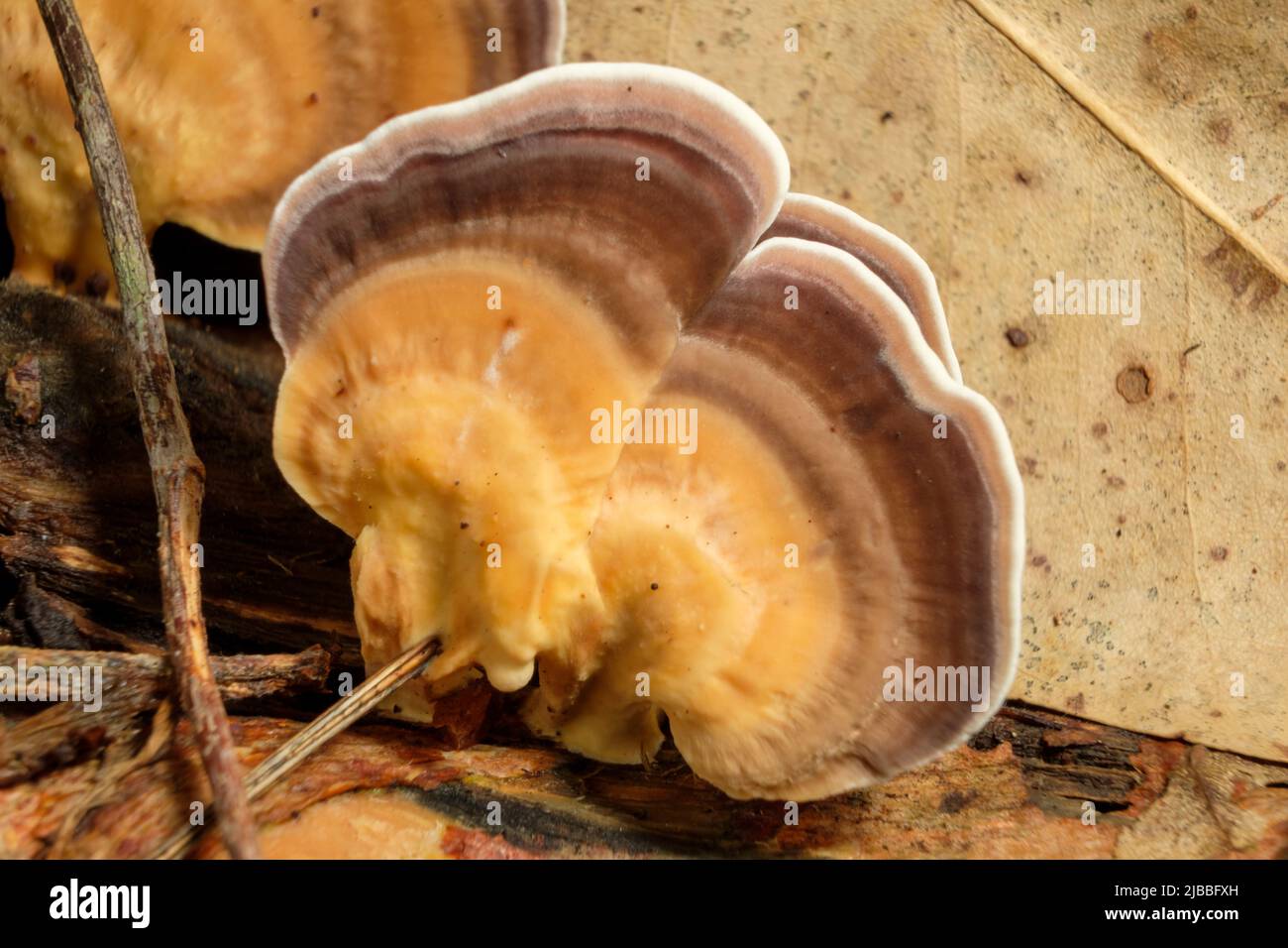 Mt Glorious - Fungi Stock Photo - Alamy