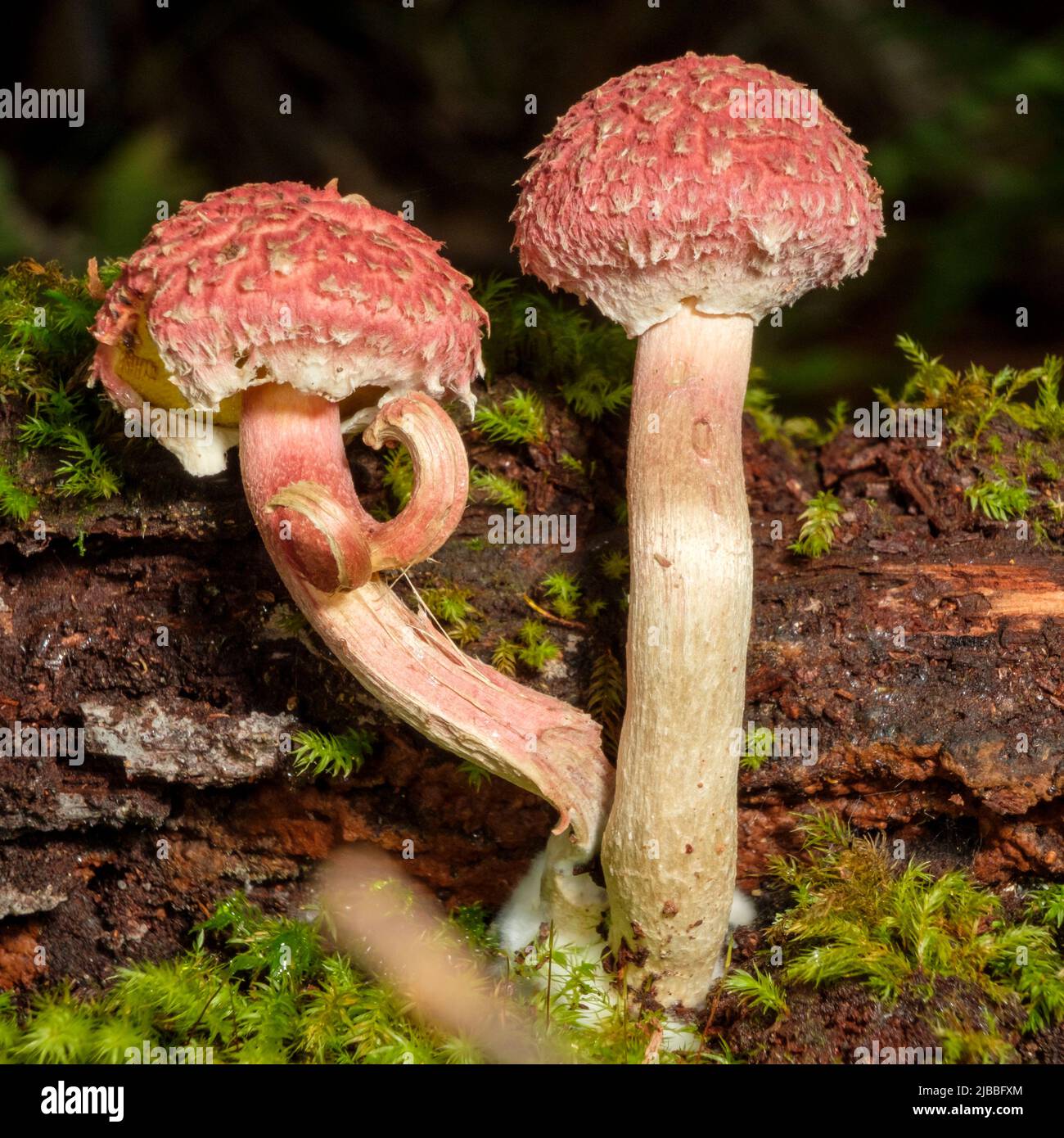 Mt Glorious - Fungi (Boletellus sp Stock Photo - Alamy