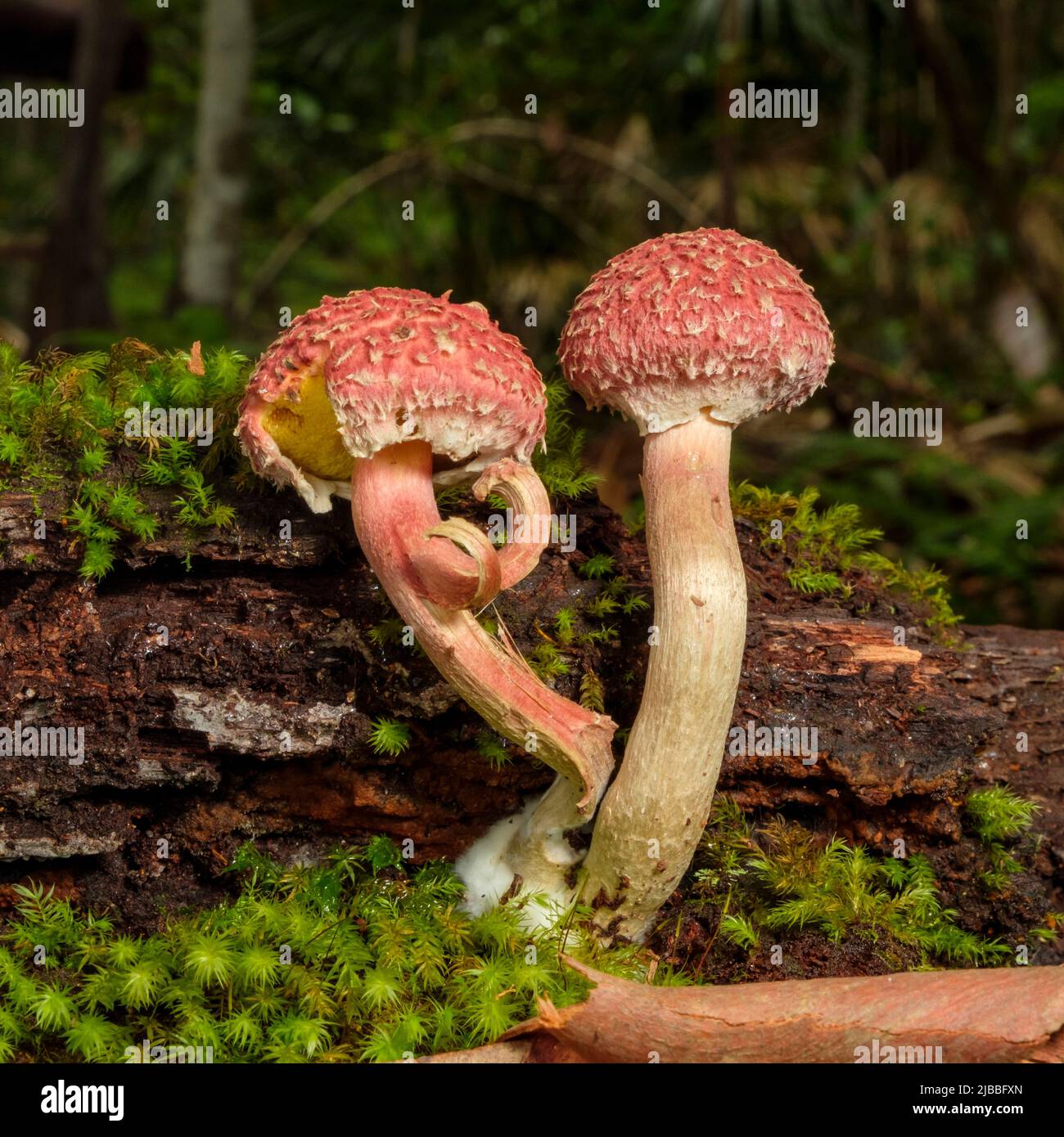 Mt Glorious - Fungi (Boletellus sp Stock Photo - Alamy