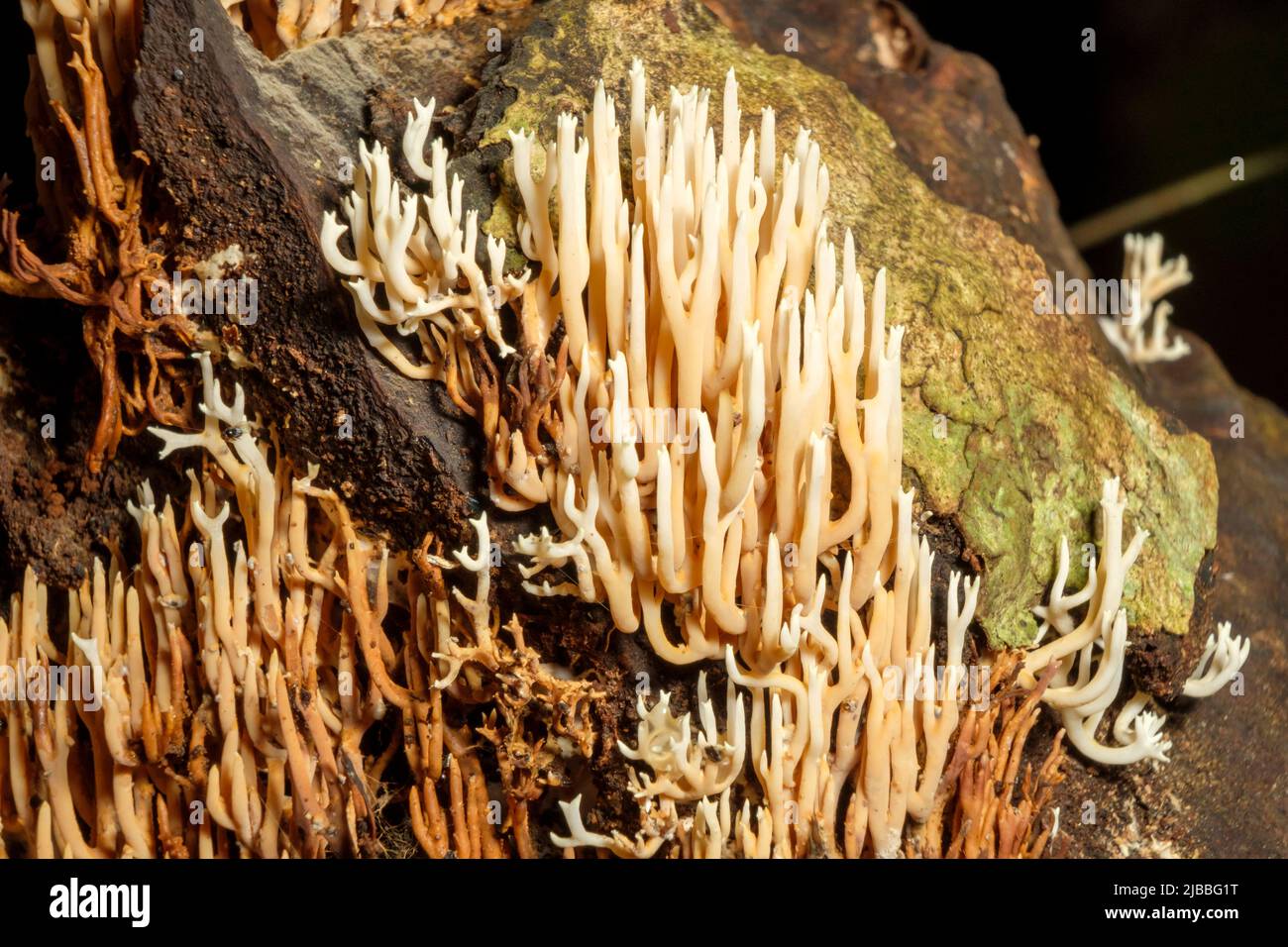 Ramaria ochracea hi-res stock photography and images - Alamy