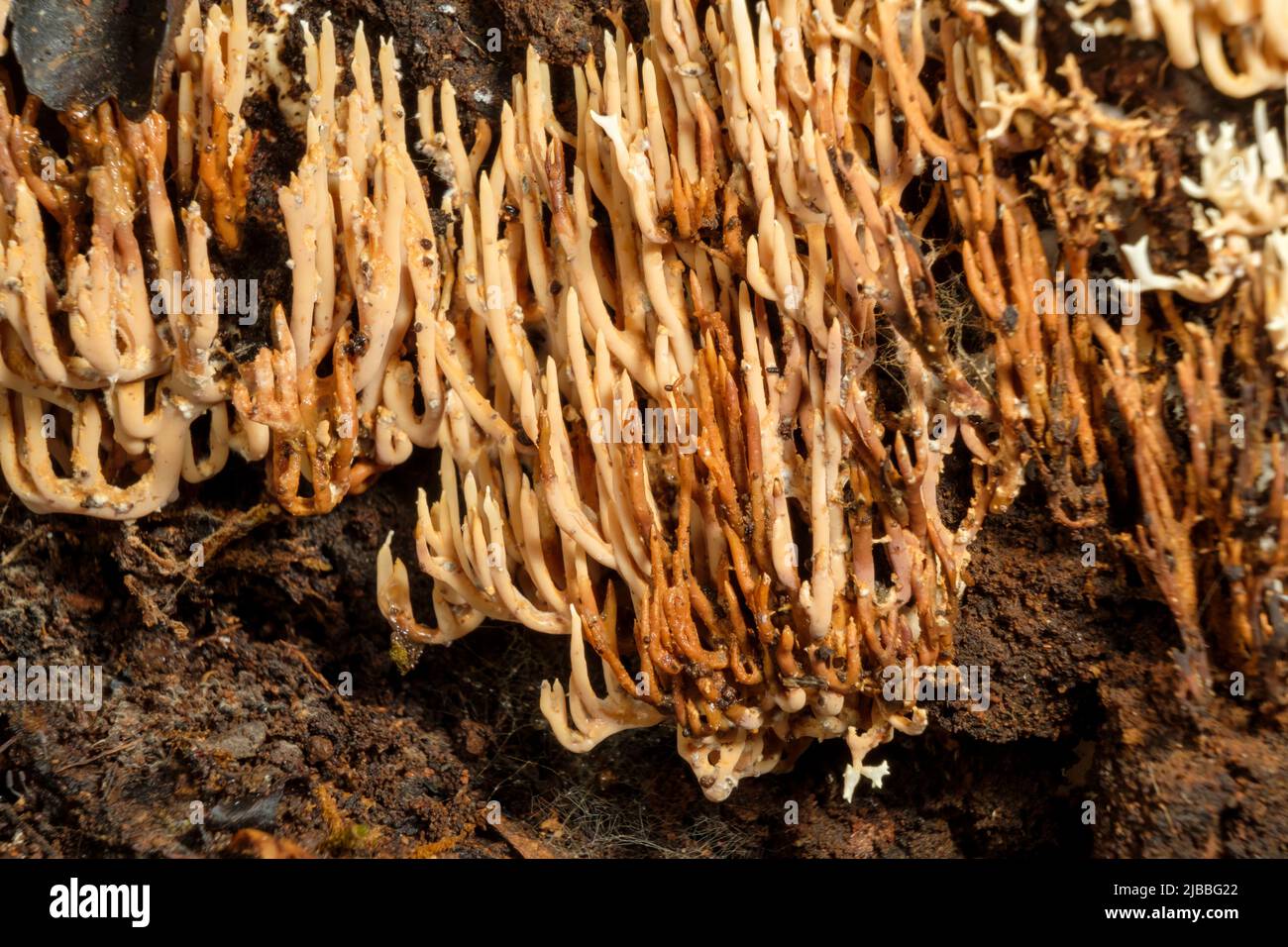 Mt Glorious - Fungi (Ramaria ochracea Stock Photo - Alamy