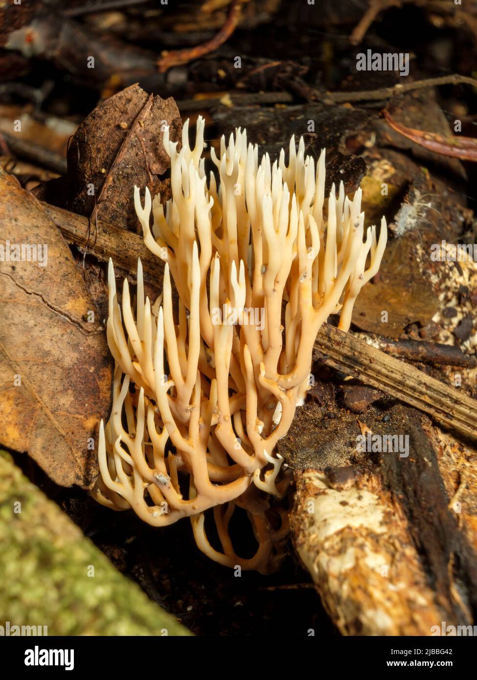 Ramaria ochracea hi-res stock photography and images - Alamy