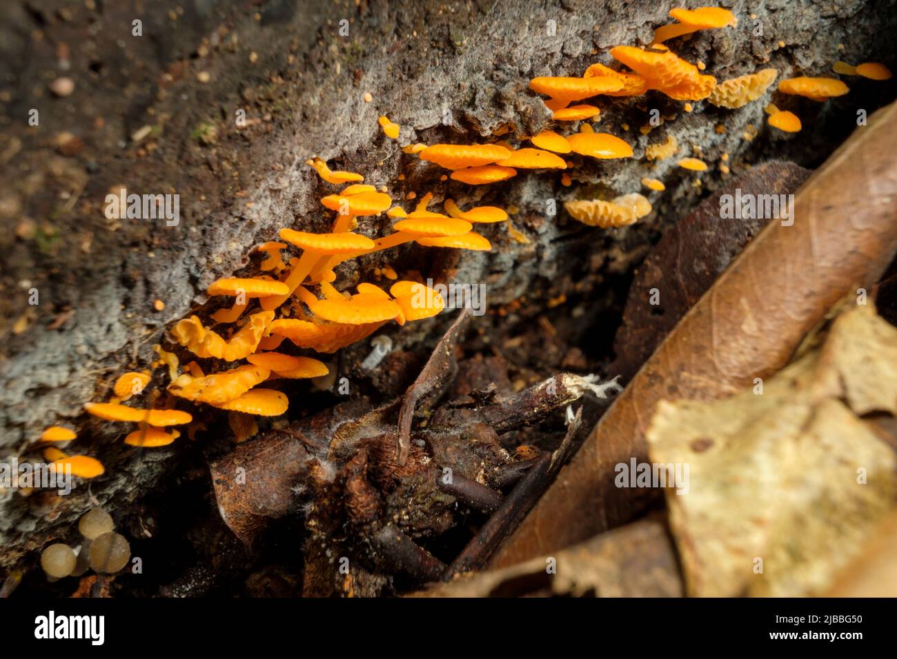 Favolaschia hi-res stock photography and images - Alamy