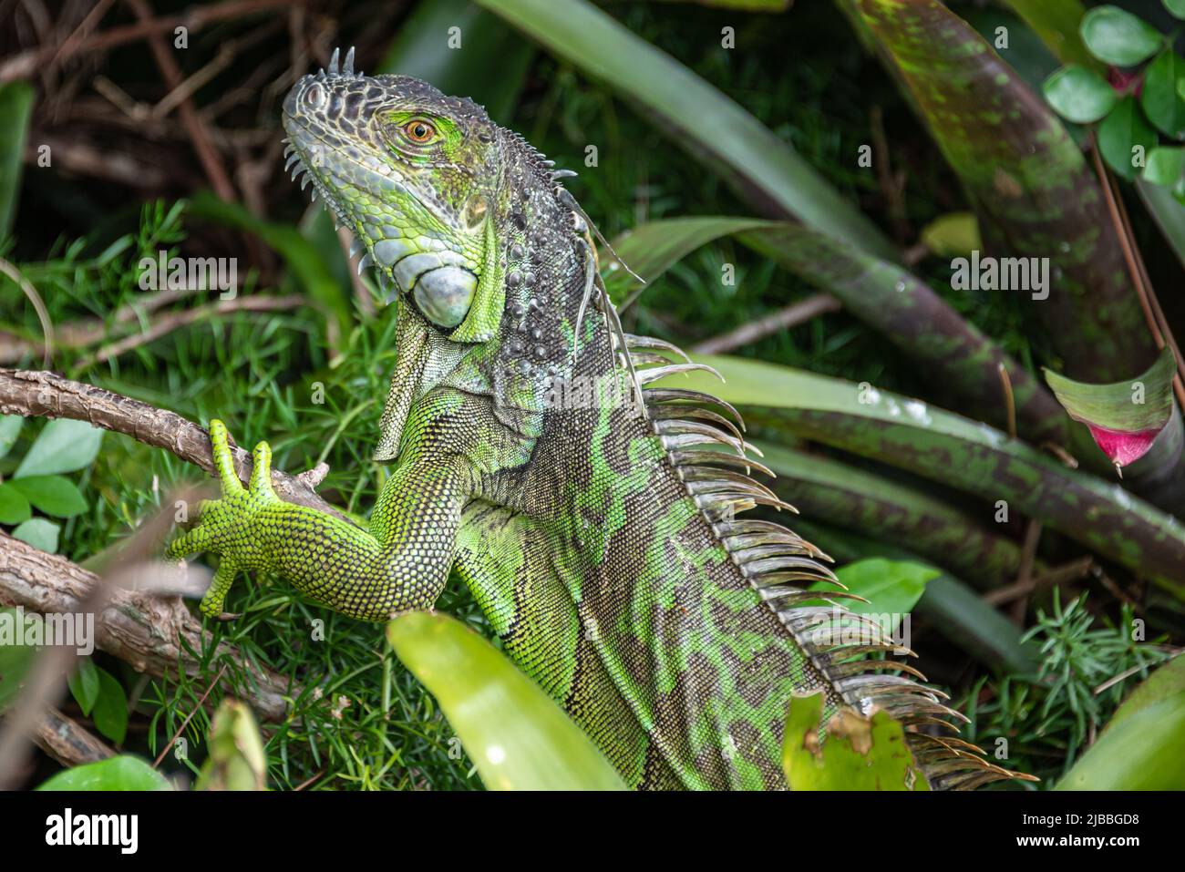 Wild green iguana in the backyard of a personal residence in West Palm ...
