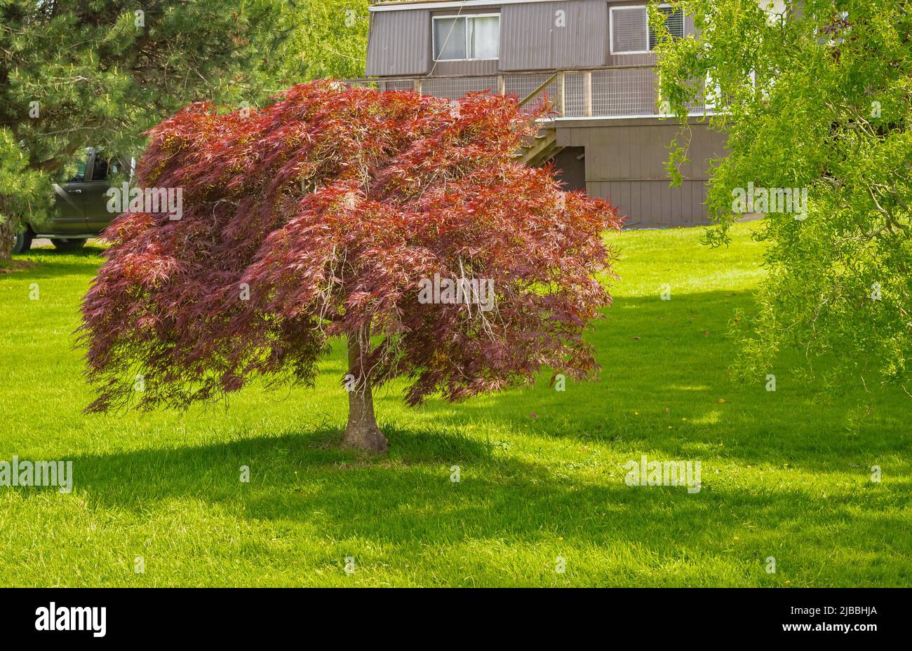 Red foliage of the weeping Laceleaf Japanese Maple tree Acer palmatum ...