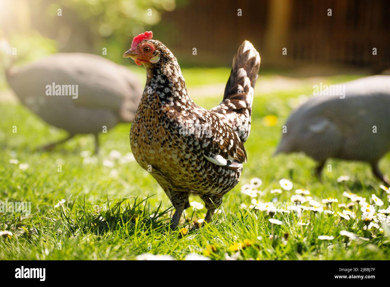 Free grazing poultry hi-res stock photography and images - Alamy