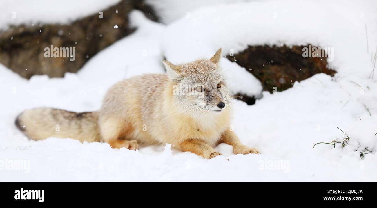 Corsac Fox, Vulpes corsac, in the nature habitat with prey, found in ...