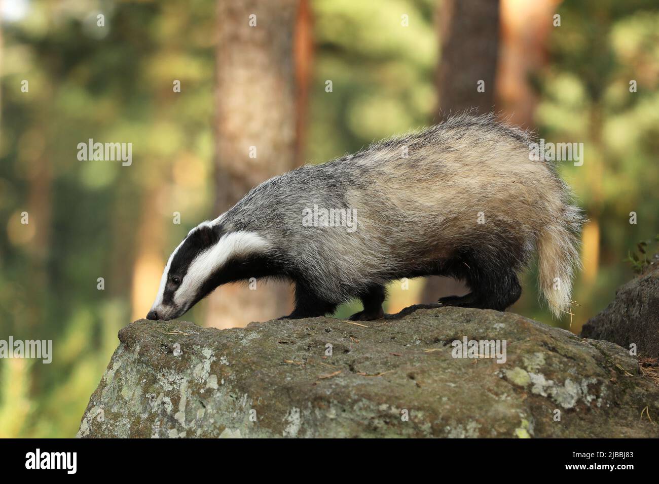 European badger, meles meles, walking on rocks in summer forest. Wild ...