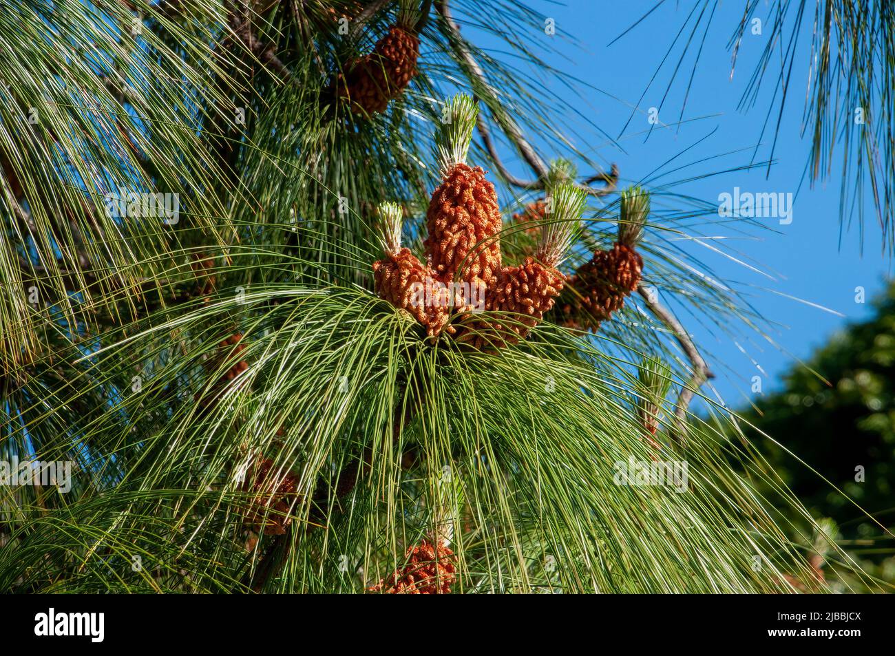Sydney Australia, close-up of the flowering cone of a Pinus Roxburghii ...