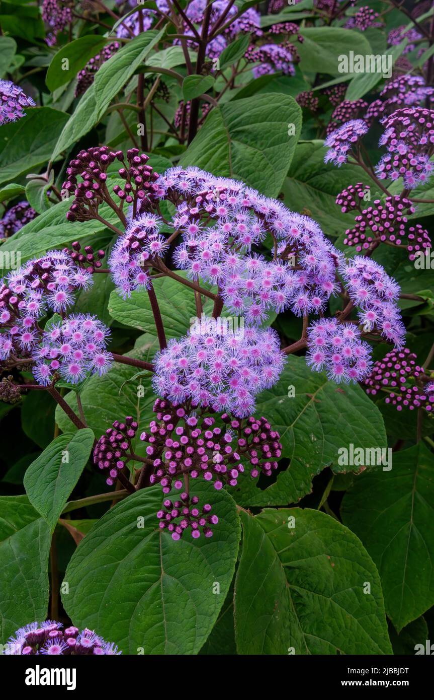 Sydney Australia, flowerhead and large green leaves of a purple ...