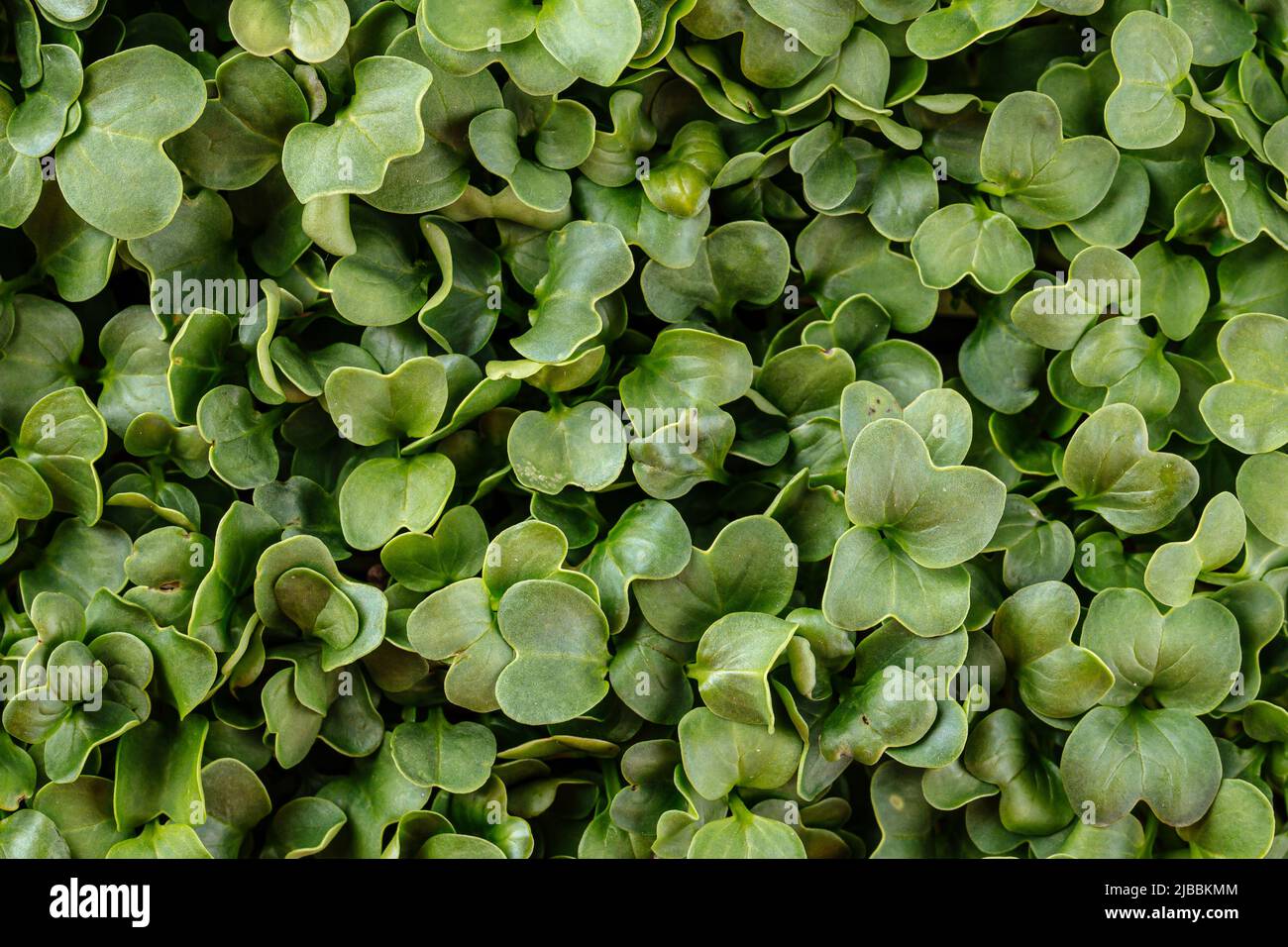 Salad microgreen leaf hi-res stock photography and images - Alamy