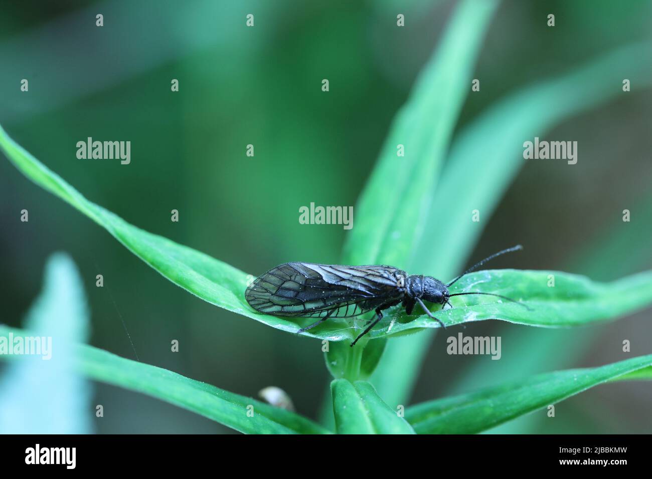 Brown caddisfly hi-res stock photography and images - Alamy