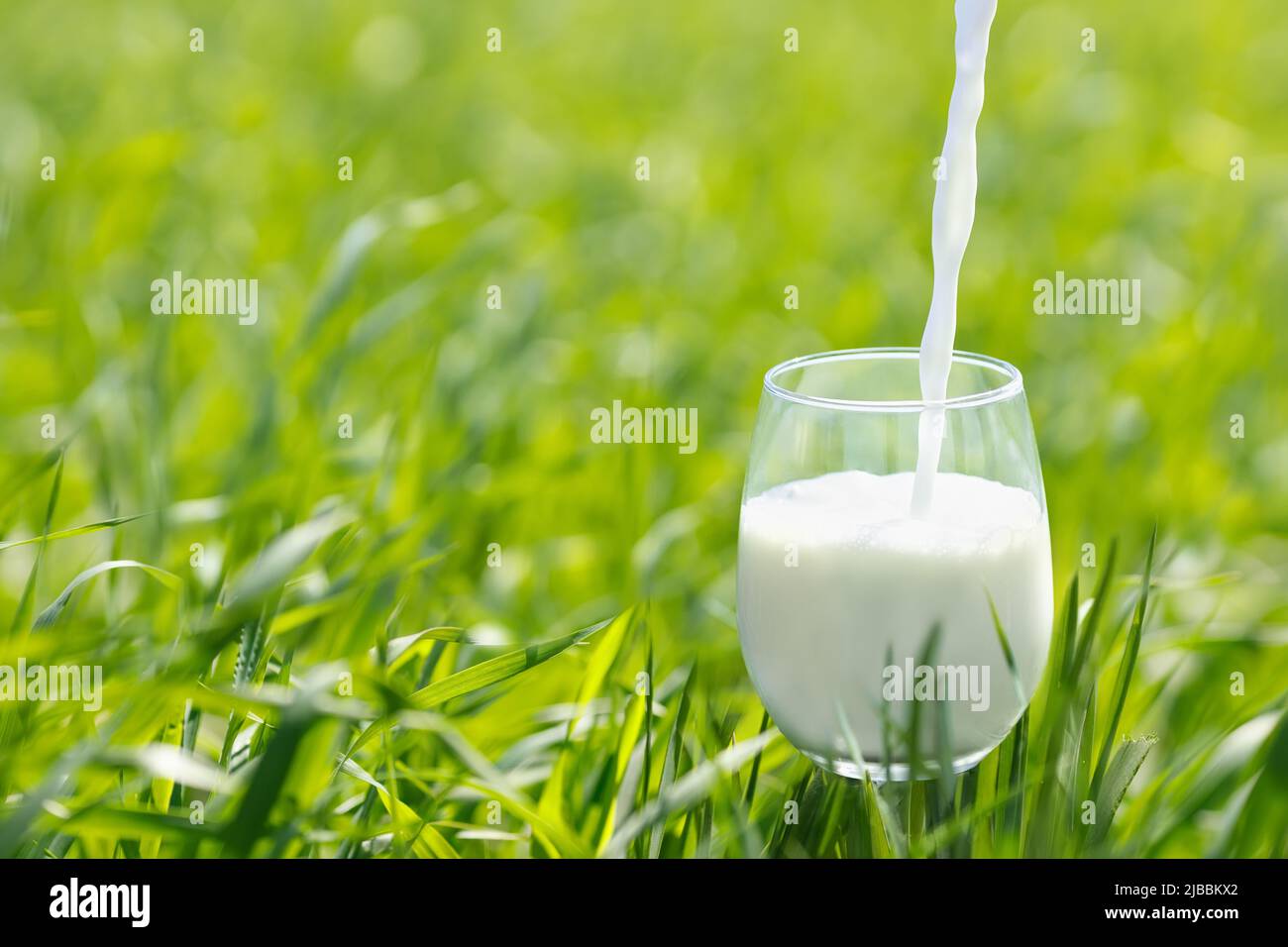 Milk grass hi-res stock photography and images - Alamy