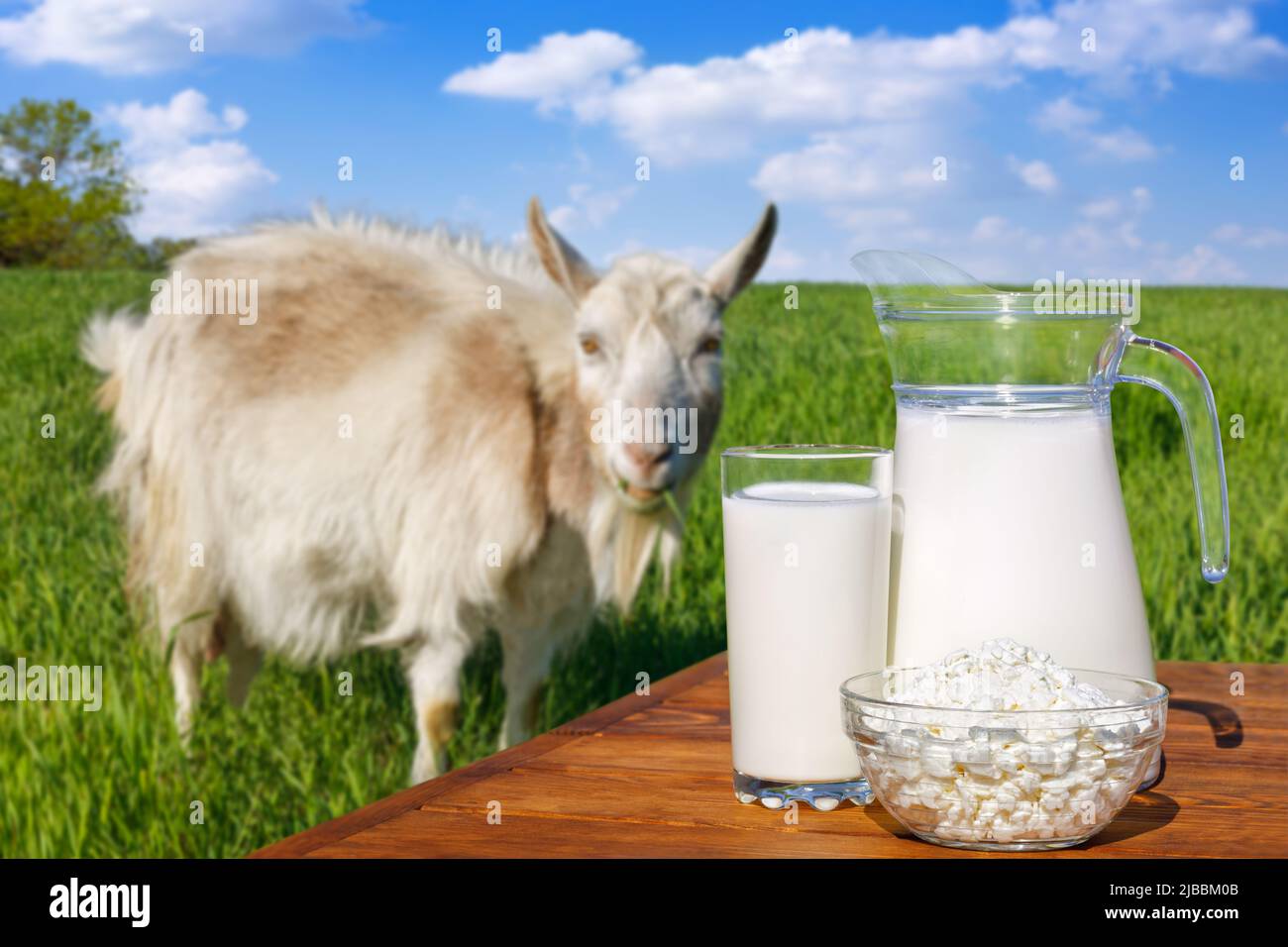 milk and cottage cheese on table with goat Stock Photo - Alamy