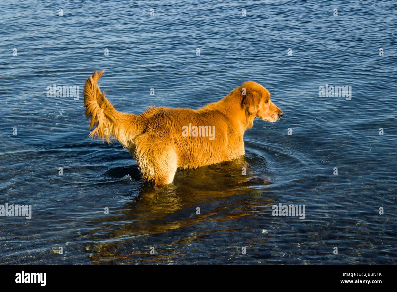 Stray feather hi-res stock photography and images - Alamy