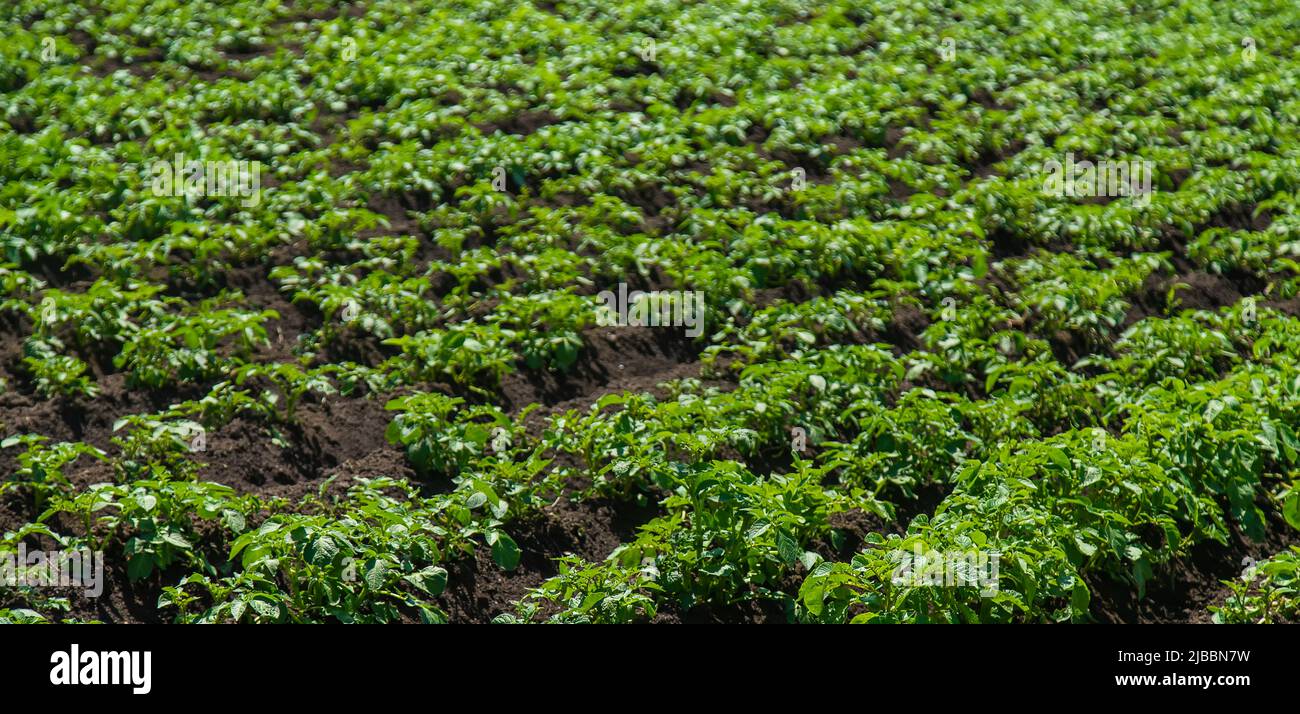 Purple sweet potato field hi-res stock photography and images - Alamy