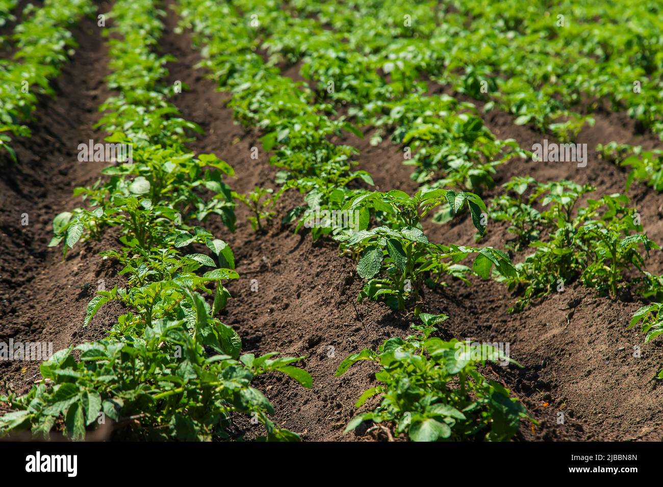 Purple sweet potato field hi-res stock photography and images - Alamy