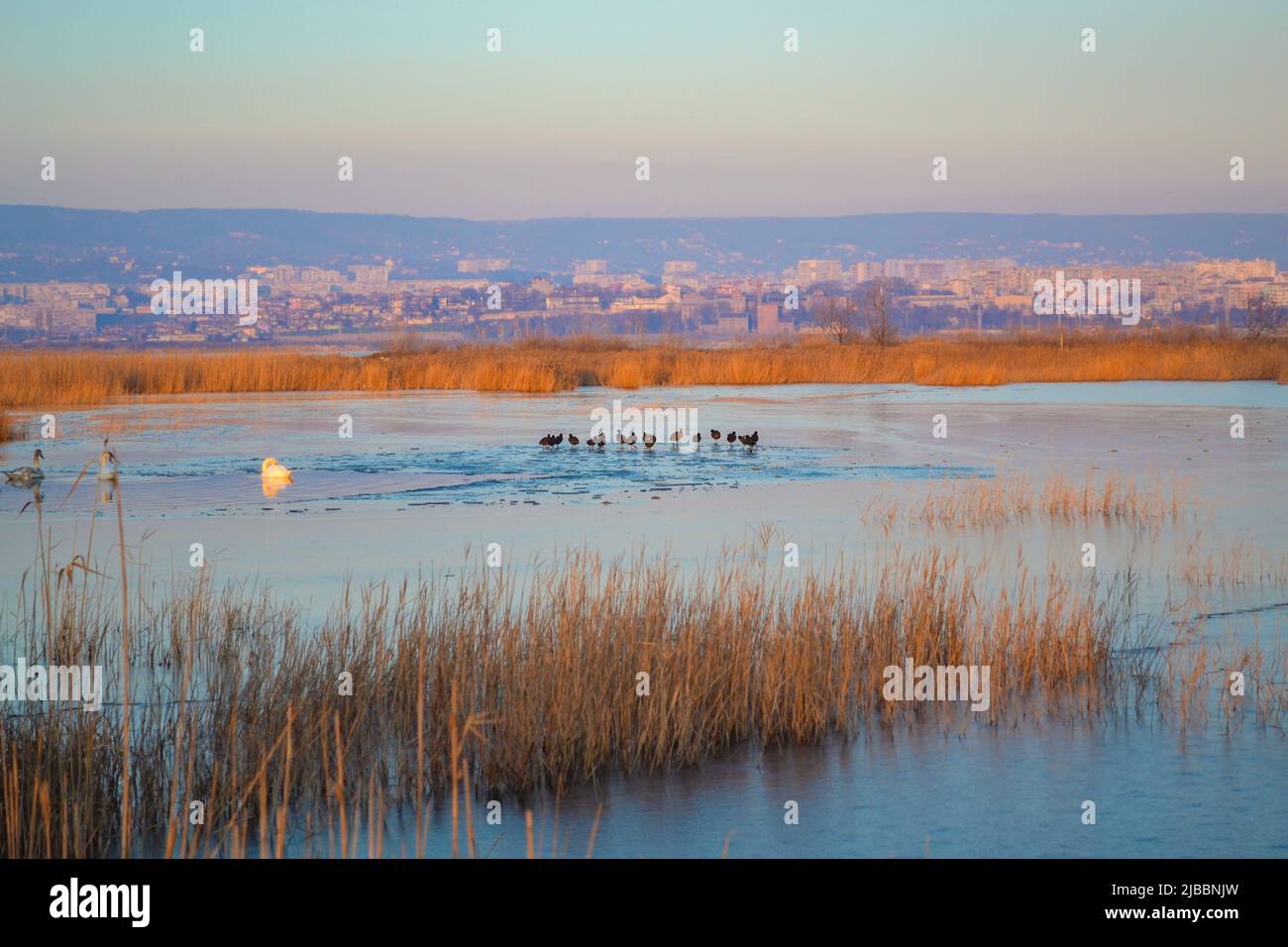 Nice lake shore plants hi-res stock photography and images - Alamy