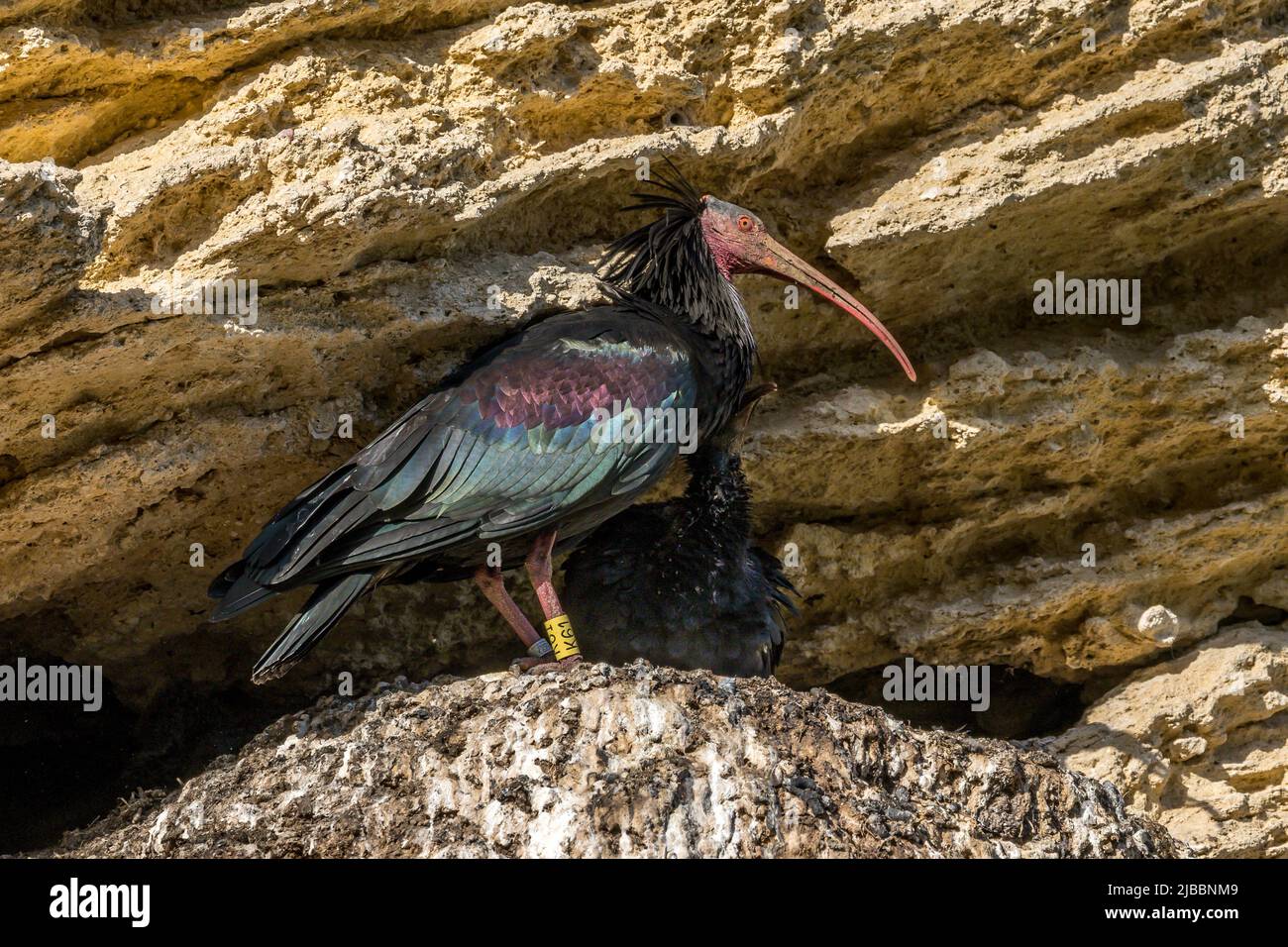 Northern Bald Ibis - Geronticus eremita - at the nest site in Southern ...