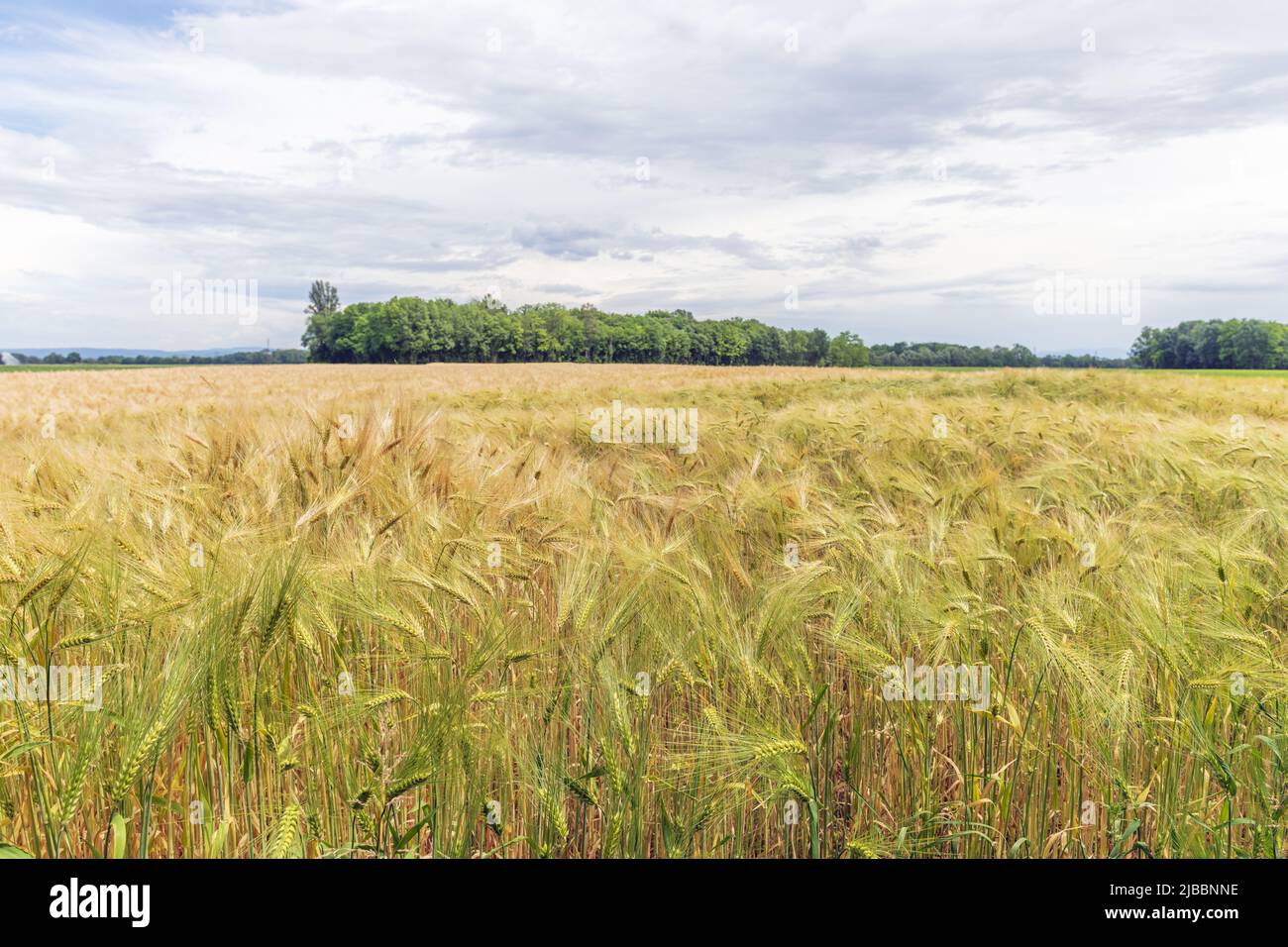 Wheat field in spring in plain. Alsace, France Stock Photo - Alamy