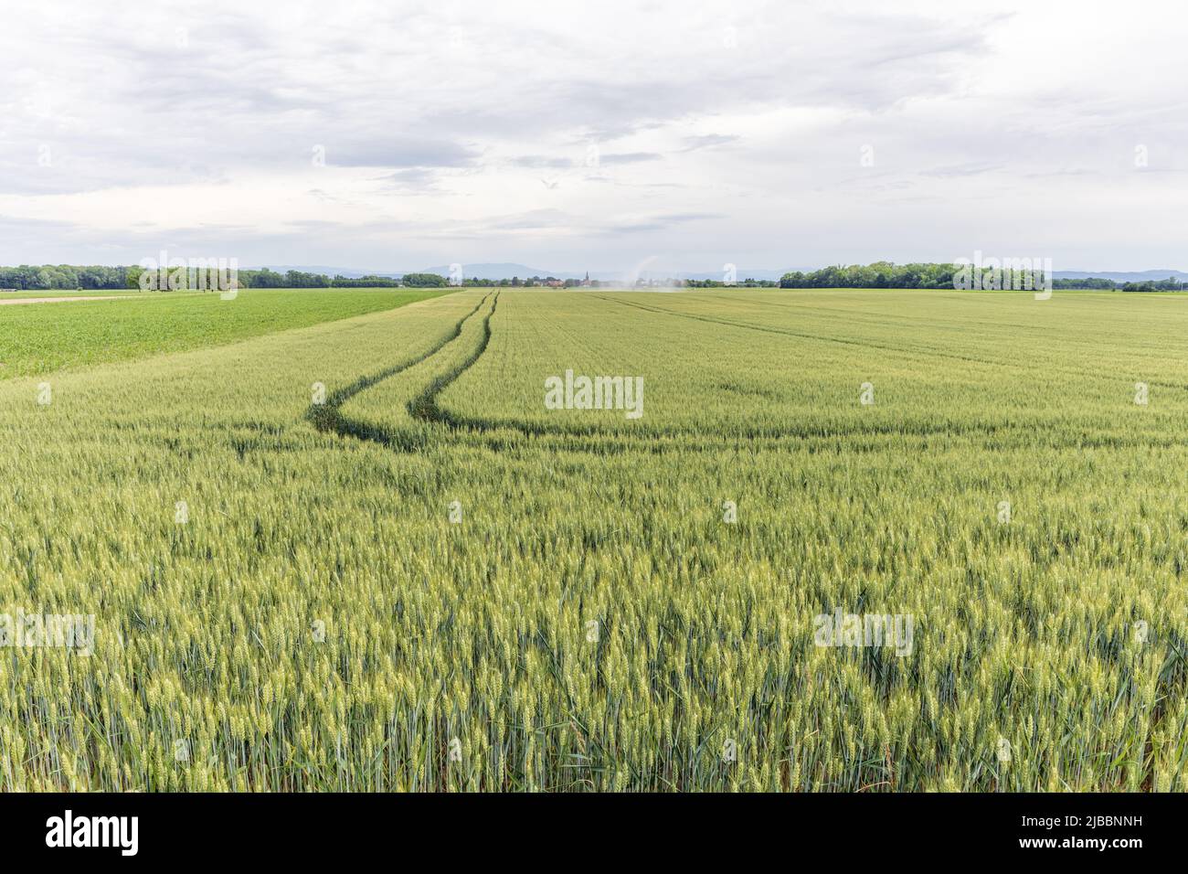 Corn field in alsace hi-res stock photography and images - Alamy