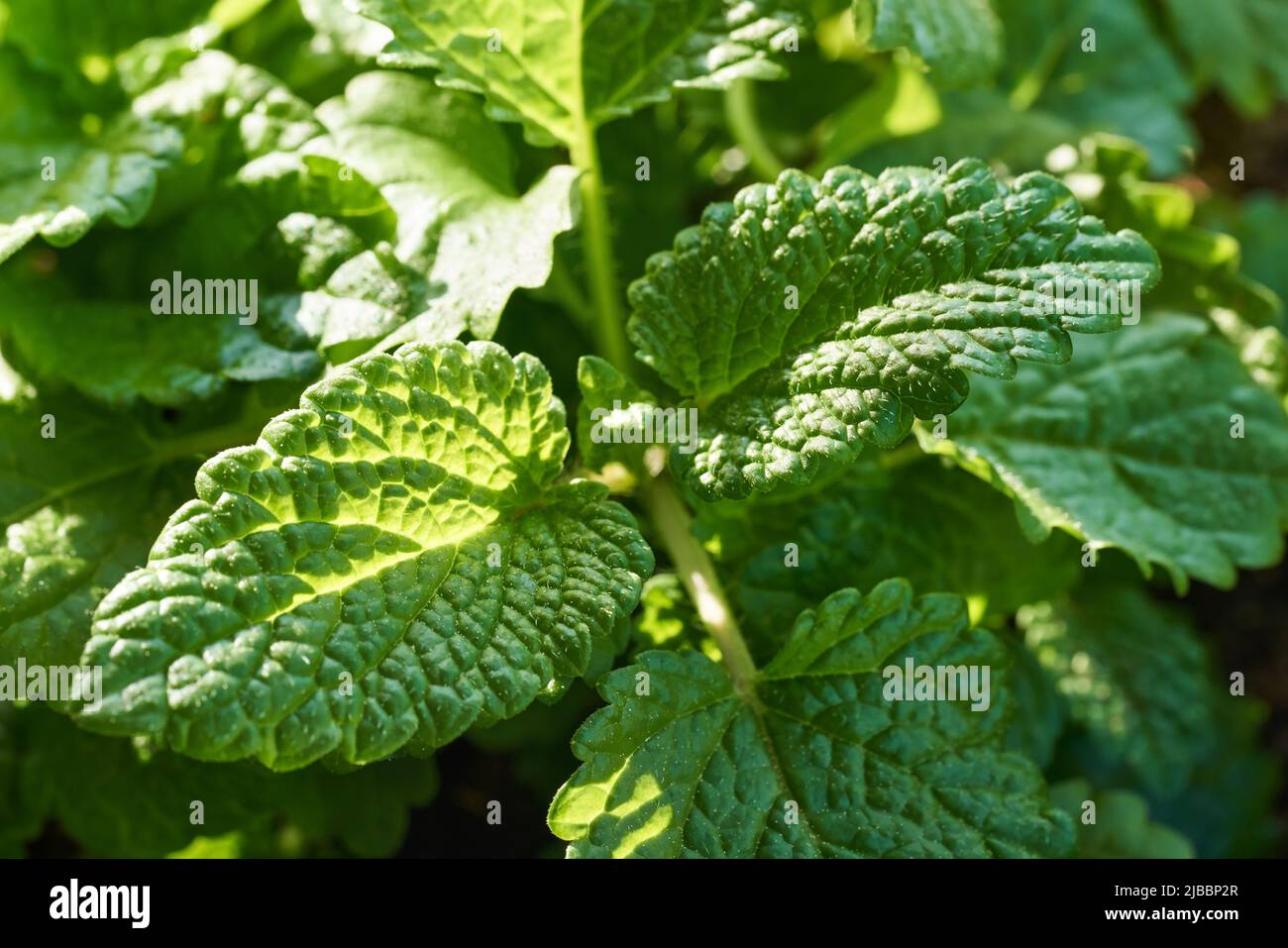 Melissa herb hi-res stock photography and images - Alamy